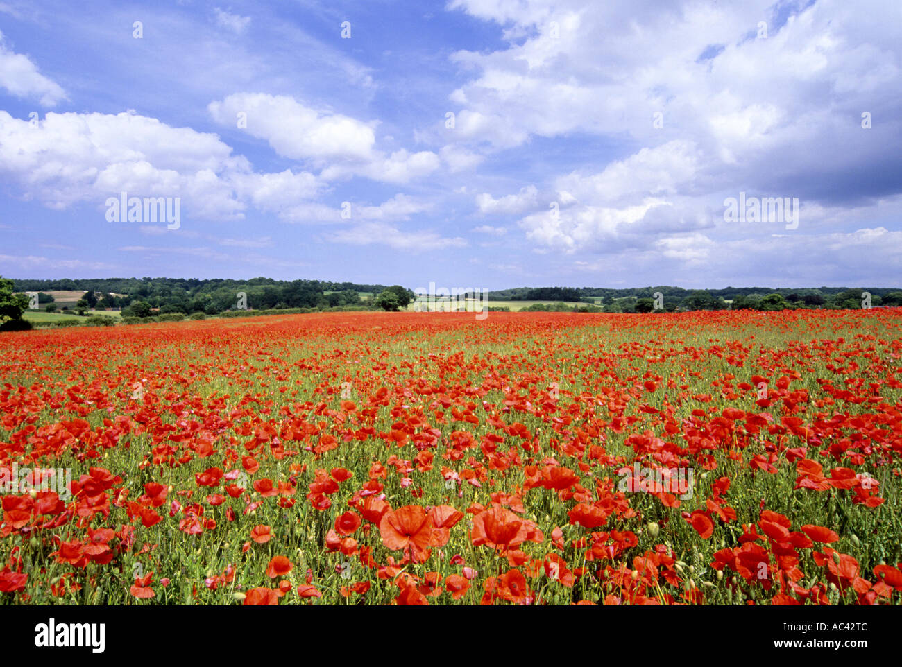 Uk july countryside hi-res stock photography and images - Alamy