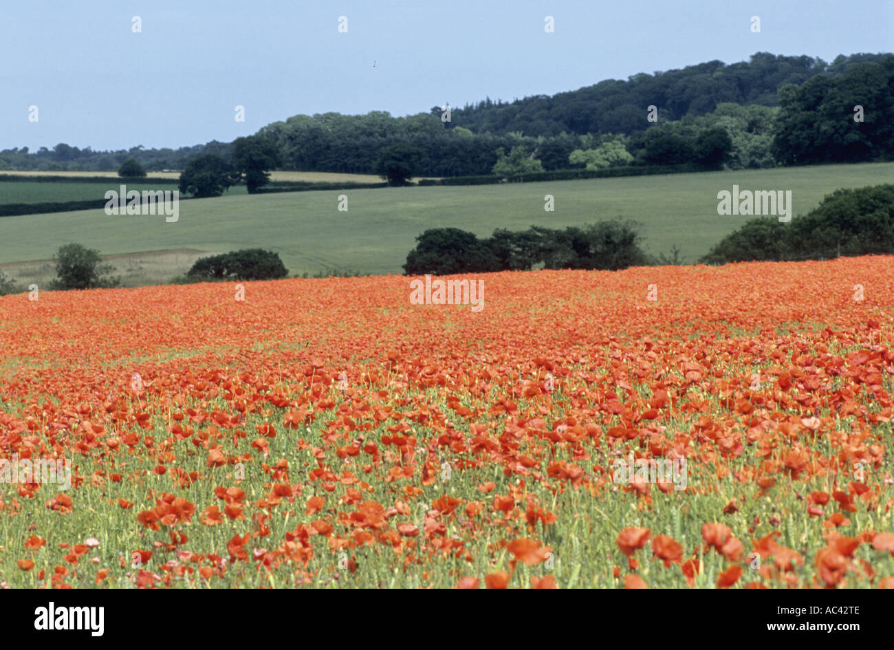 Poppy land, norfolk hi-res stock photography and images - Alamy