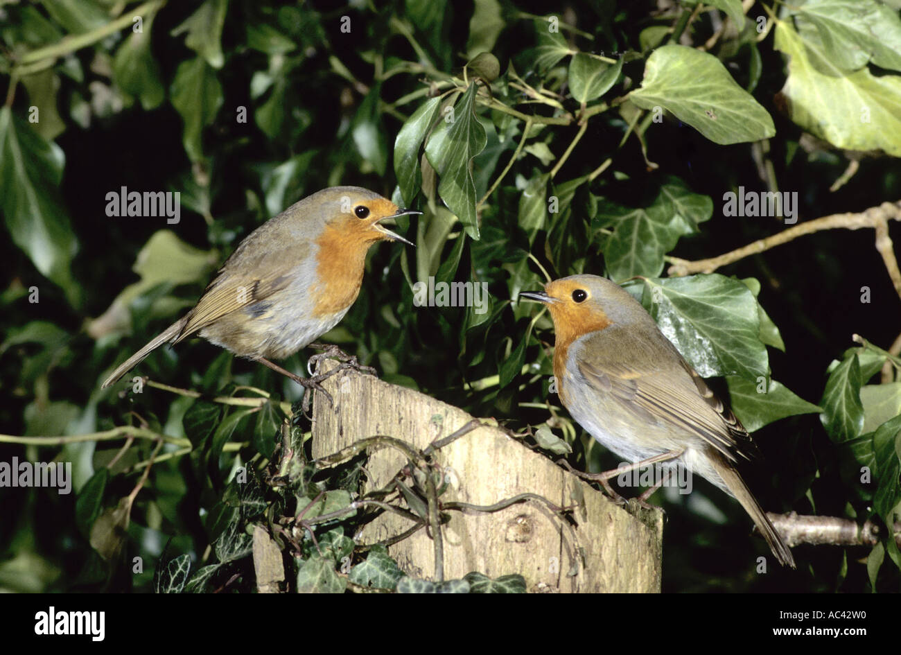 Pair of robins hi-res stock photography and images - Alamy