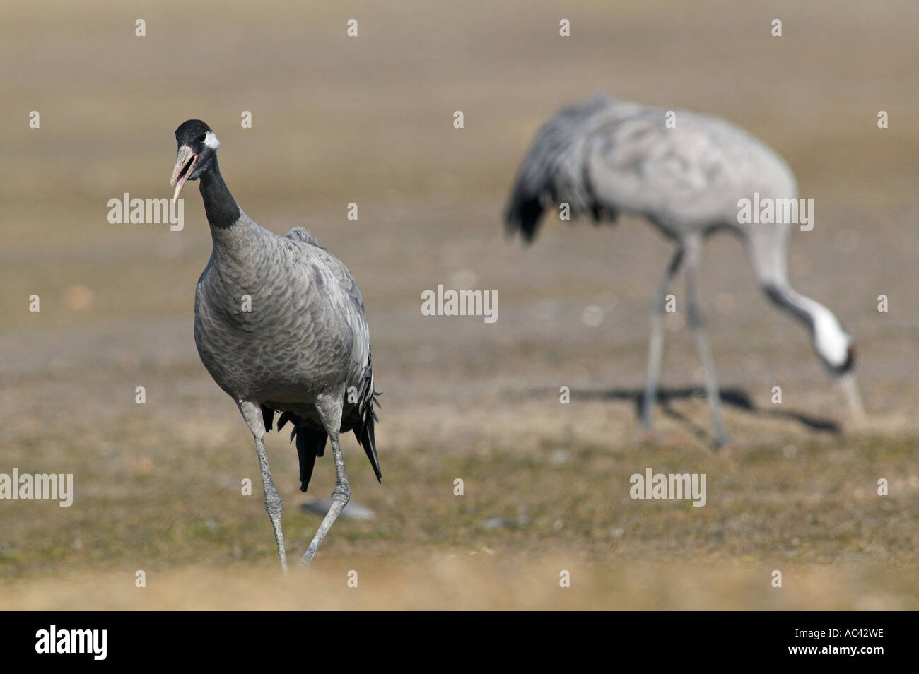 Common European Crane (Grus grus). Gallocanta, Spain Stock Photo - Alamy