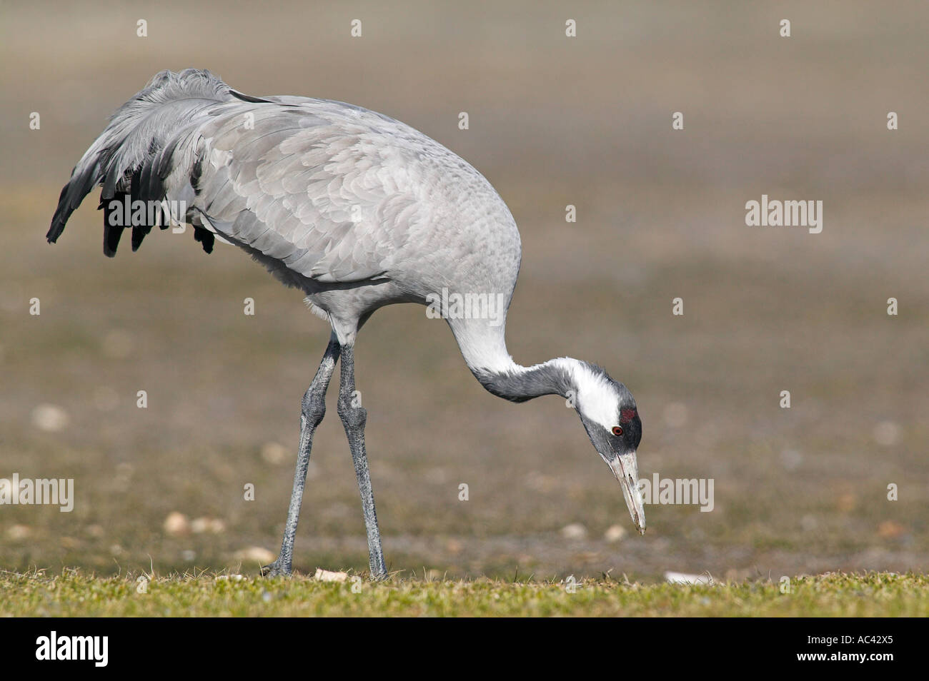 Common European Crane (Grus grus). Gallocanta, Spain Stock Photo - Alamy