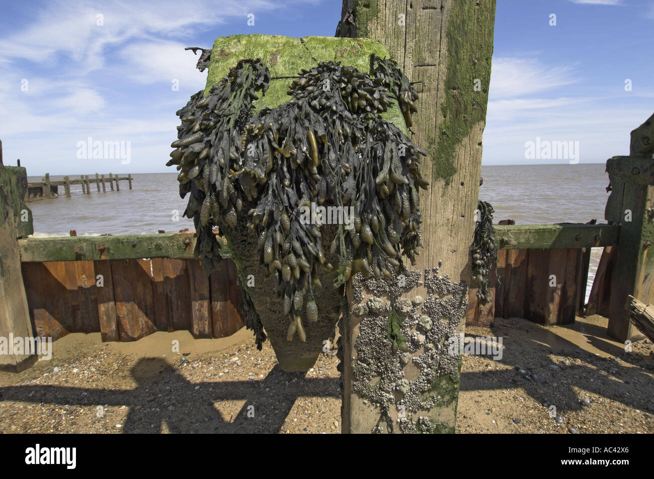 old sea defences, walcott, Norfolk, UK Stock Photo - Alamy