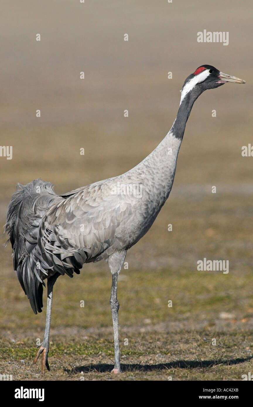 Common European Crane (Grus grus). Gallocanta, Spain Stock Photo - Alamy