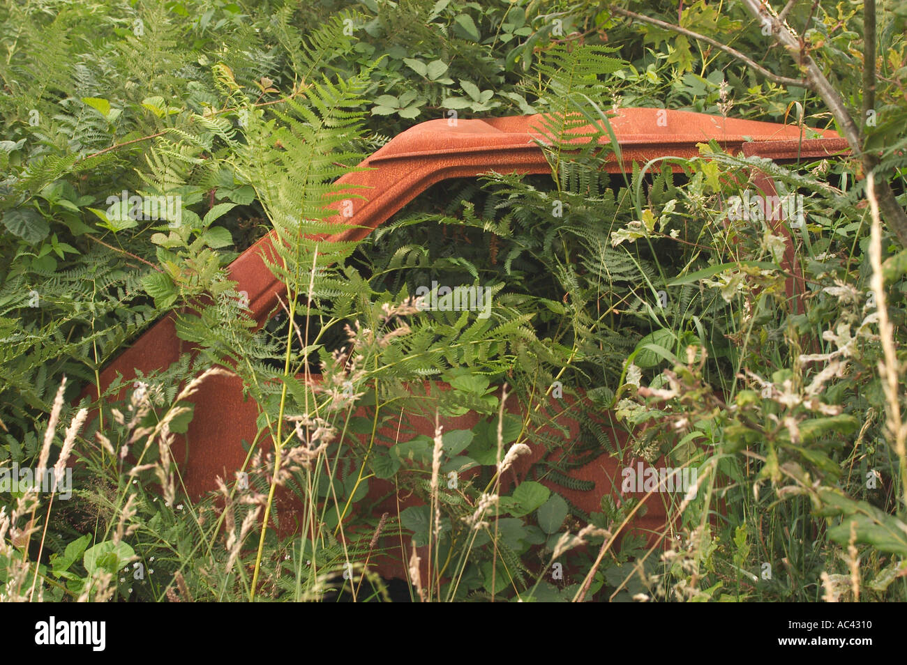 An abandoned car rusts away in a hedge Stock Photo - Alamy