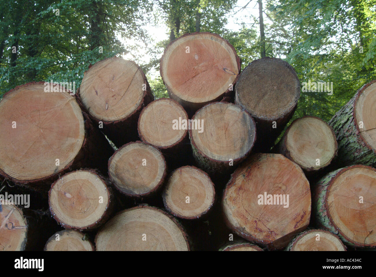 Cross section of logs stacked after felling Nr Cheltenham ...