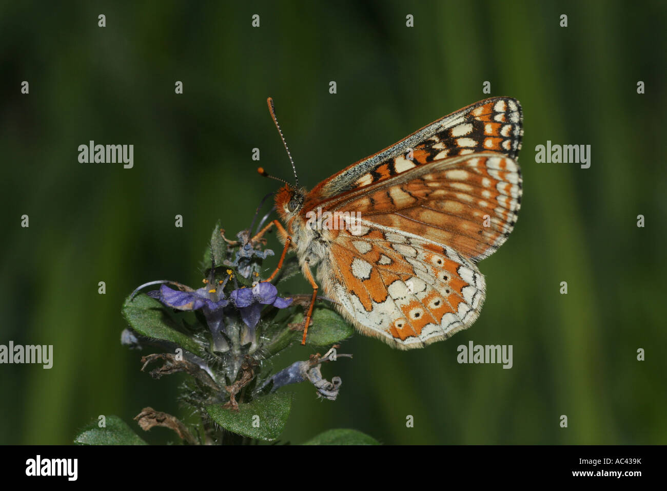 Marsh Fritillary, Euphydryas Aurinia. Underside. Landscape Stock Photo ...