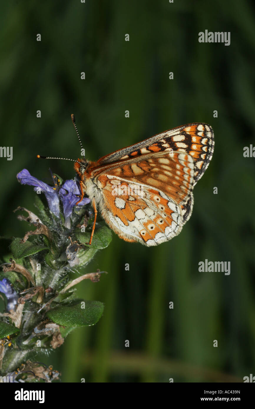 Marsh Fritillary, Euphydryas Aurinia. Underside, Portrait Stock Photo ...