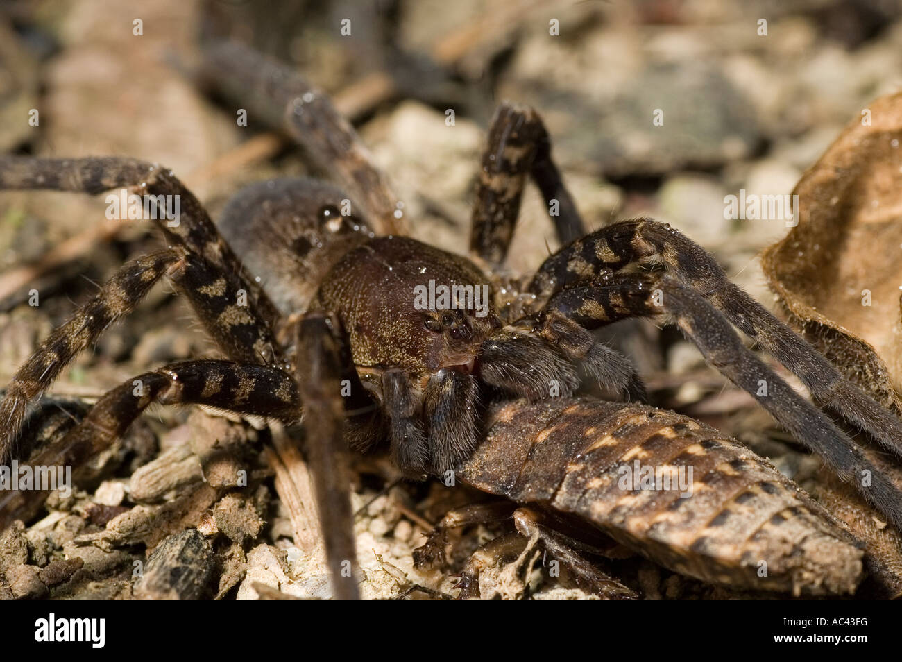 Wandering spider eating a cockroach in the amazon rainforest ecuador ...