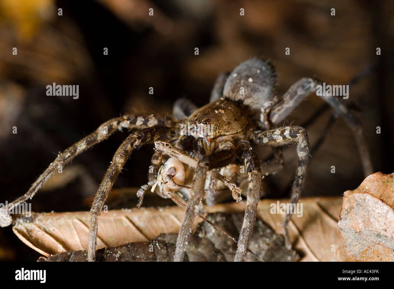 spider in the amazon rainforest ecuador Stock Photo - Alamy