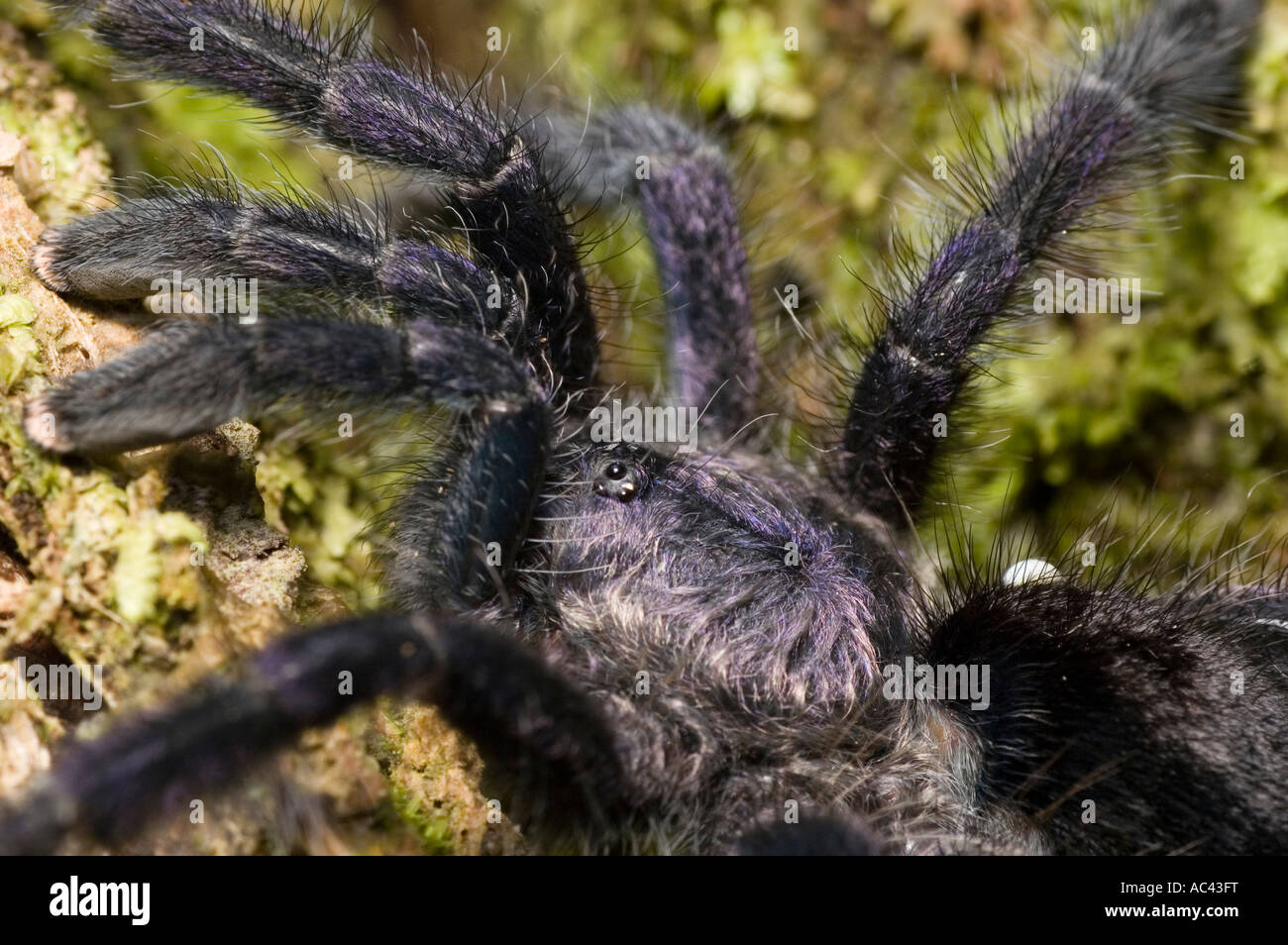 ecuadorian purple tarantula in the amazon rainforest ecuador Stock ...