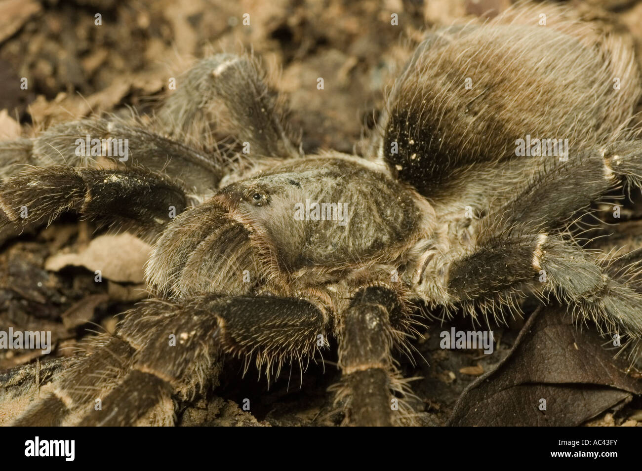 tarantula in the amazon rainforest ecuador Stock Photo - Alamy
