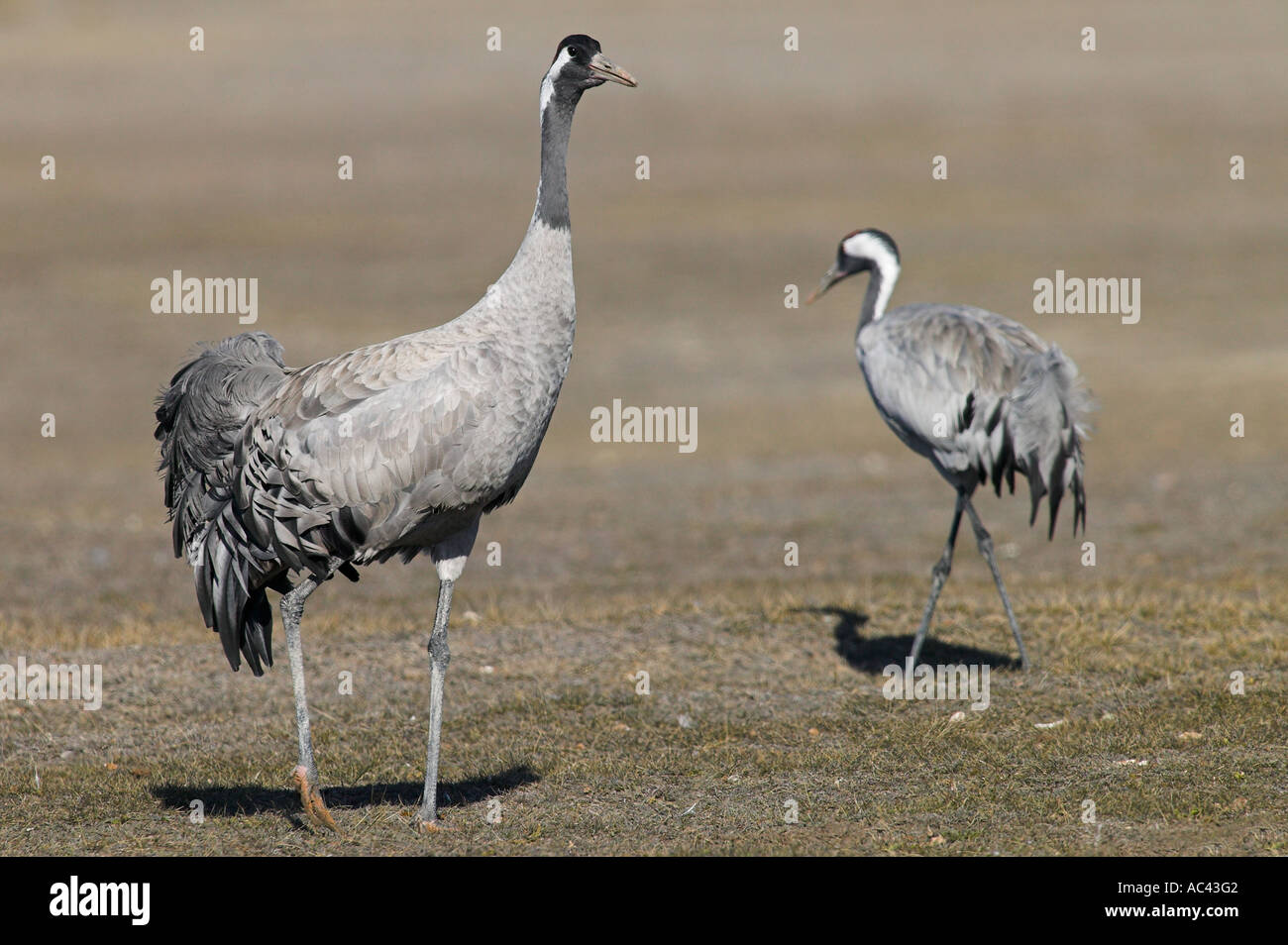 Common European Crane (Grus grus). Gallocanta, Spain Stock Photo - Alamy