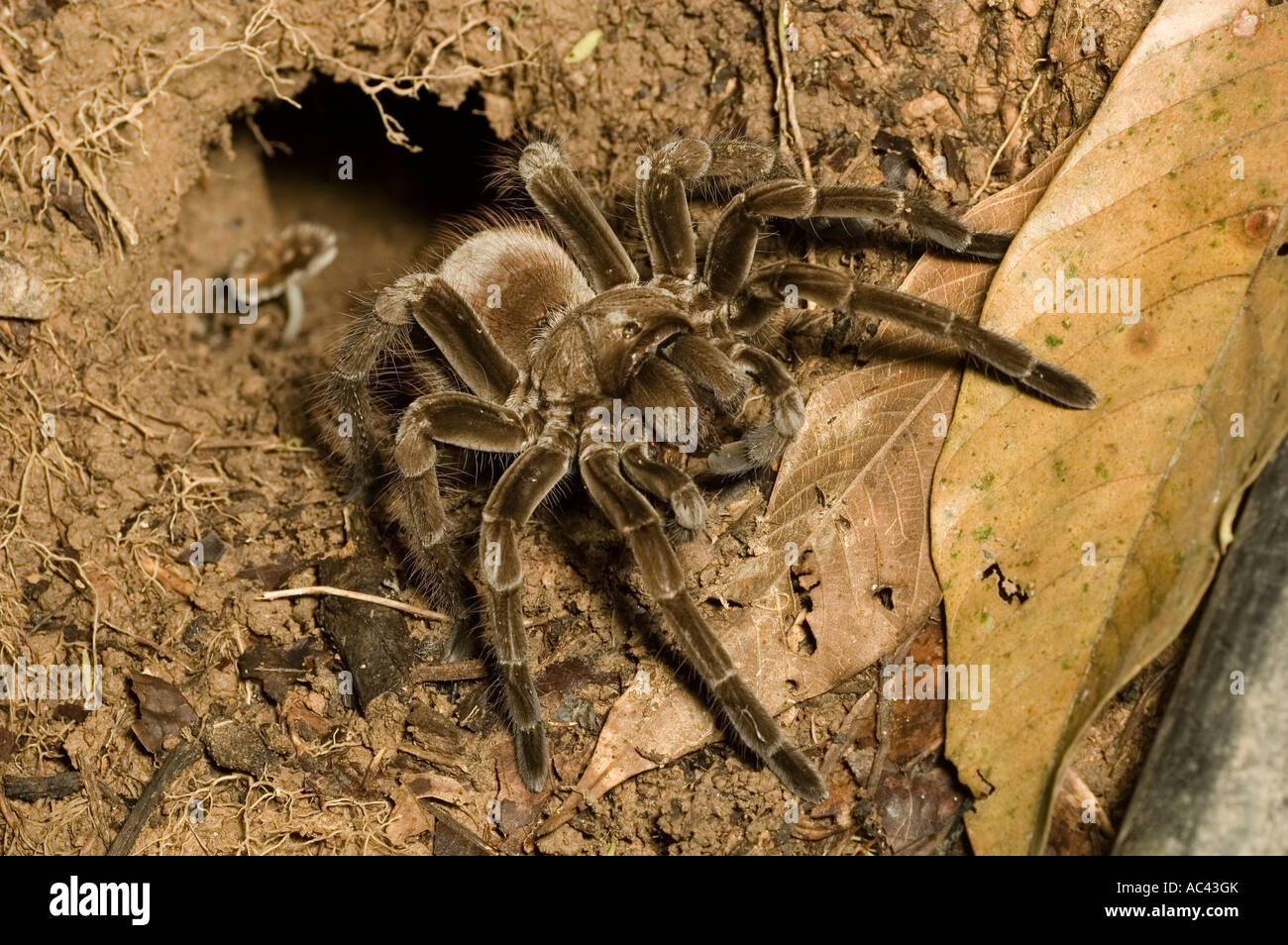 tarantula at its burrow in the amazon rainforest ecuador Stock Photo ...
