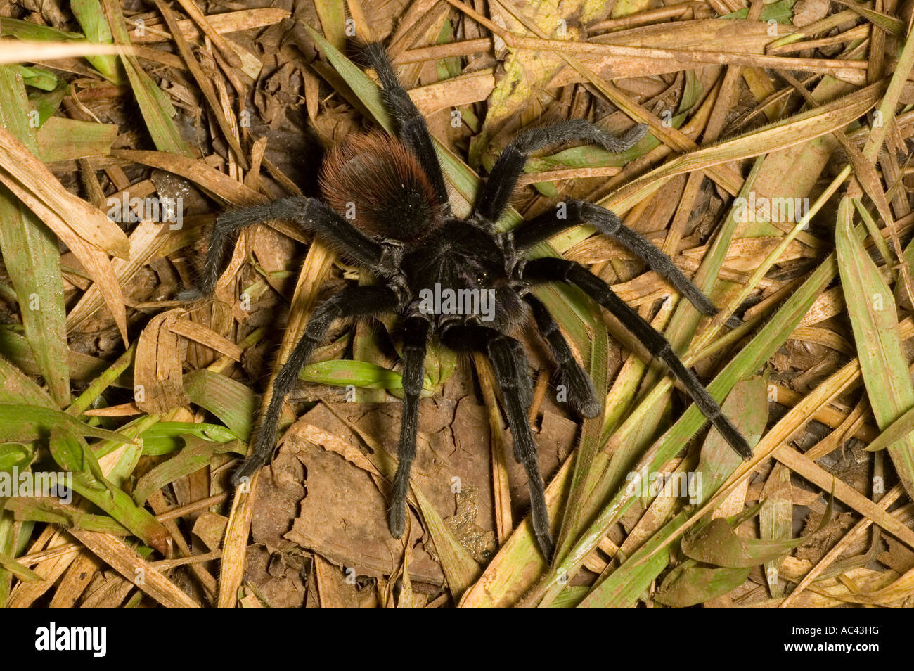 tarantula in the amazon rainforest ecuador Stock Photo - Alamy