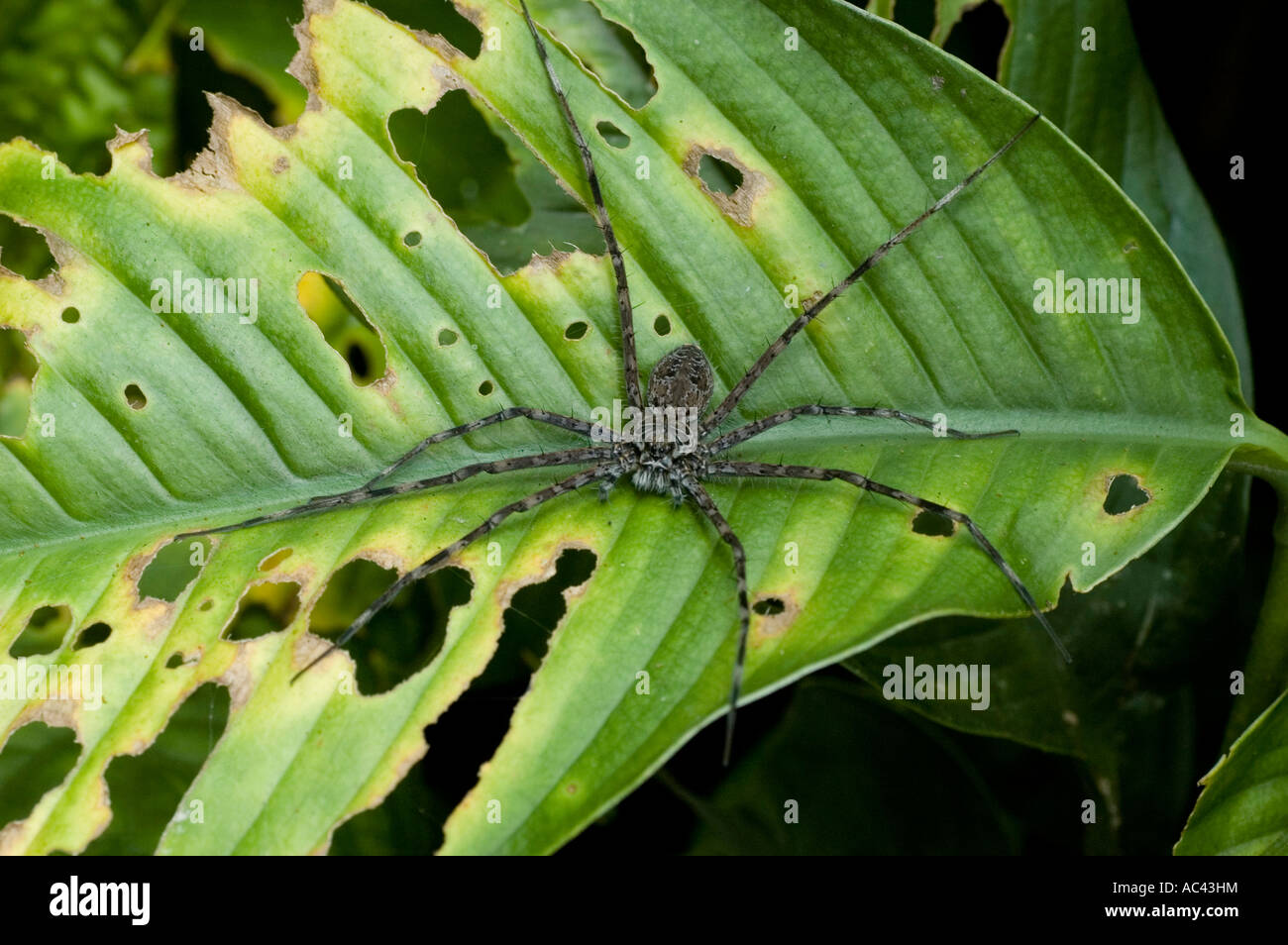 fishing spider in the amazon rainforest ecuador Stock Photo - Alamy