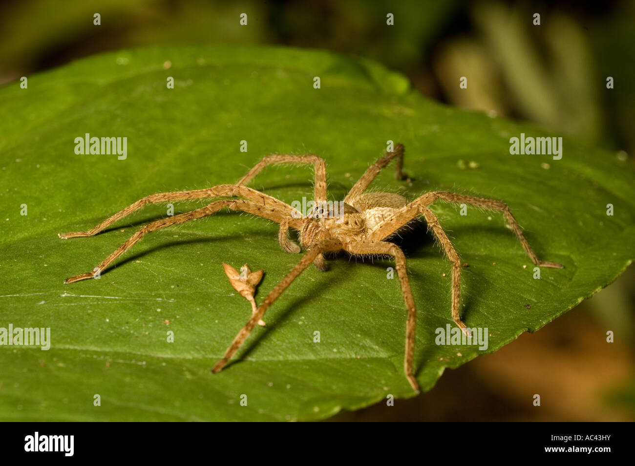 spider in the amazon rainforest ecuador Stock Photo - Alamy