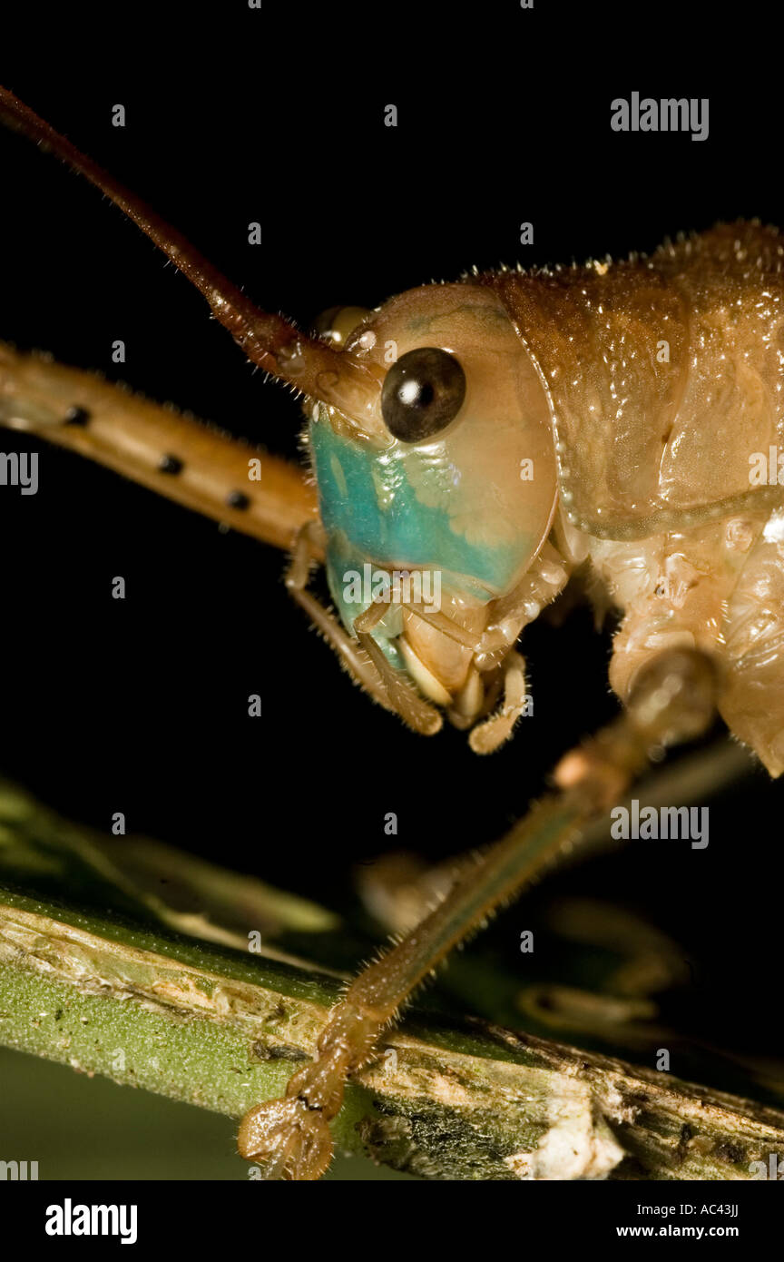 close up portait of a katydid in the amazon rainforest ecuador Stock ...