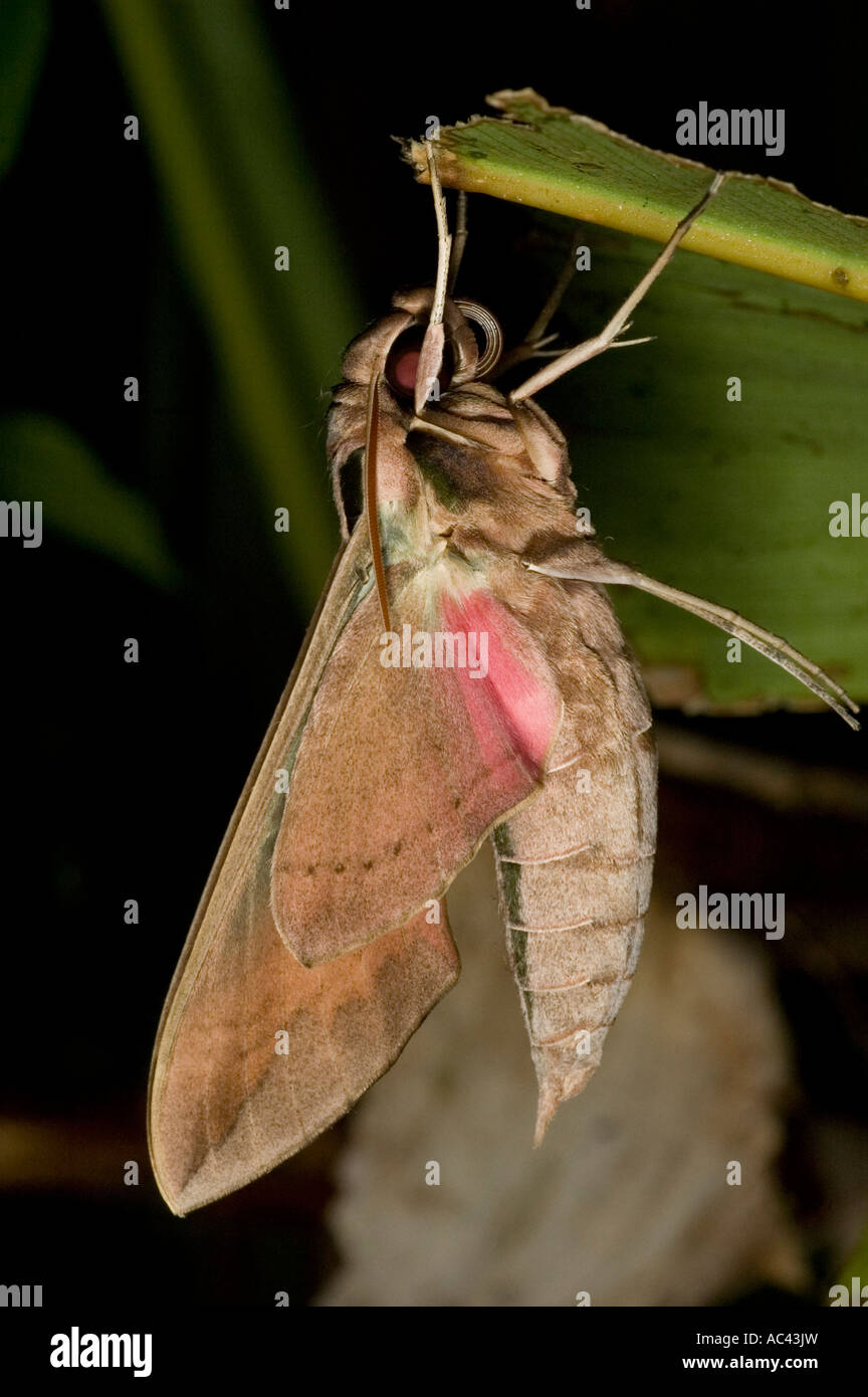 moth hanging from a leaf in the amazon rainforest ecuador Stock Photo ...