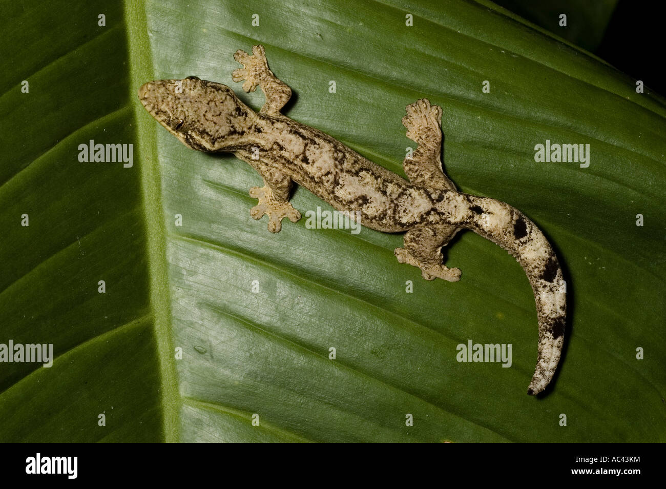 turnip tailed gecko on a leaf in the amazon rainforest ecuador Stock ...