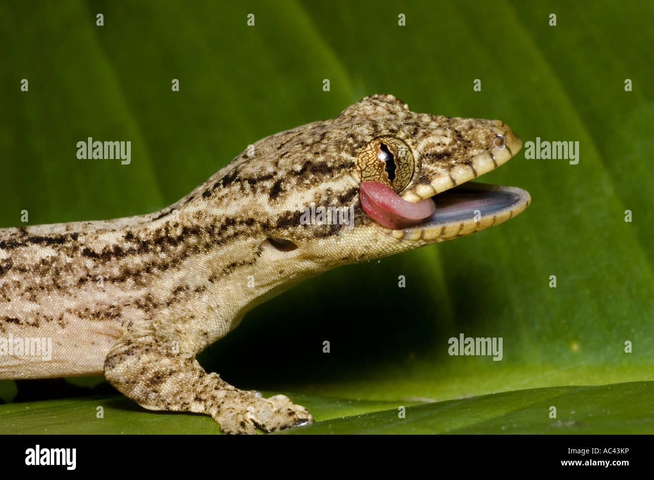 turnip tailed gecko licking its eye in the amazon rainforest ecuador ...