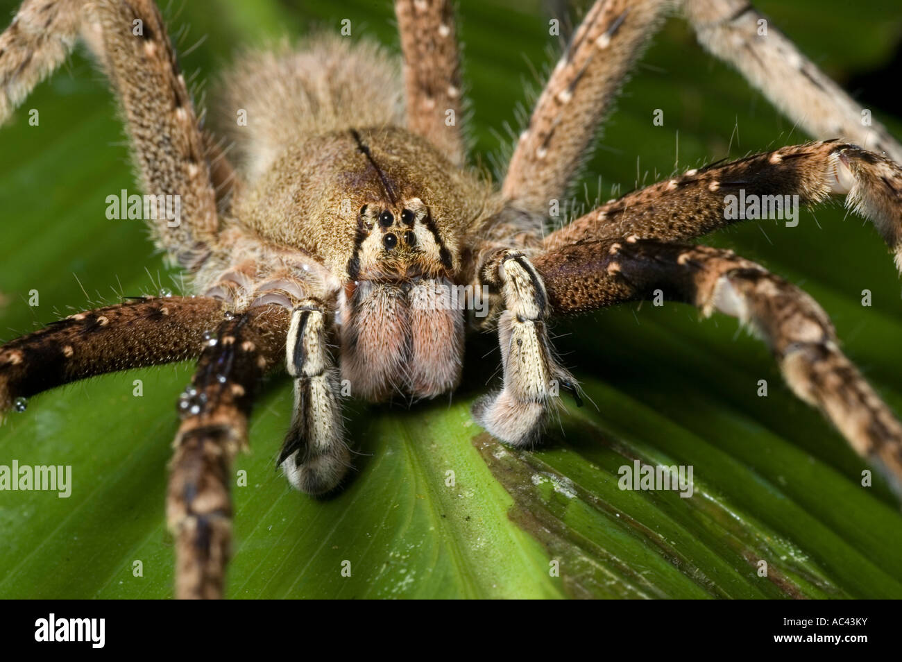 wandering spider in the amazon rainforest ecuador Stock Photo - Alamy
