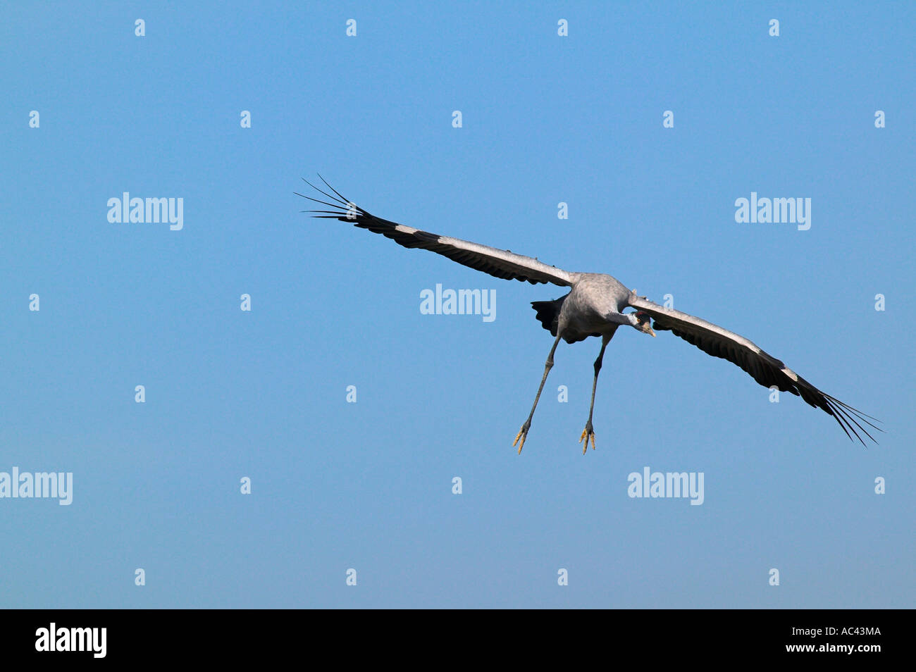 Crane in Laguna de Gallocanta area. Zaragoza province, Aragón, Spain ...