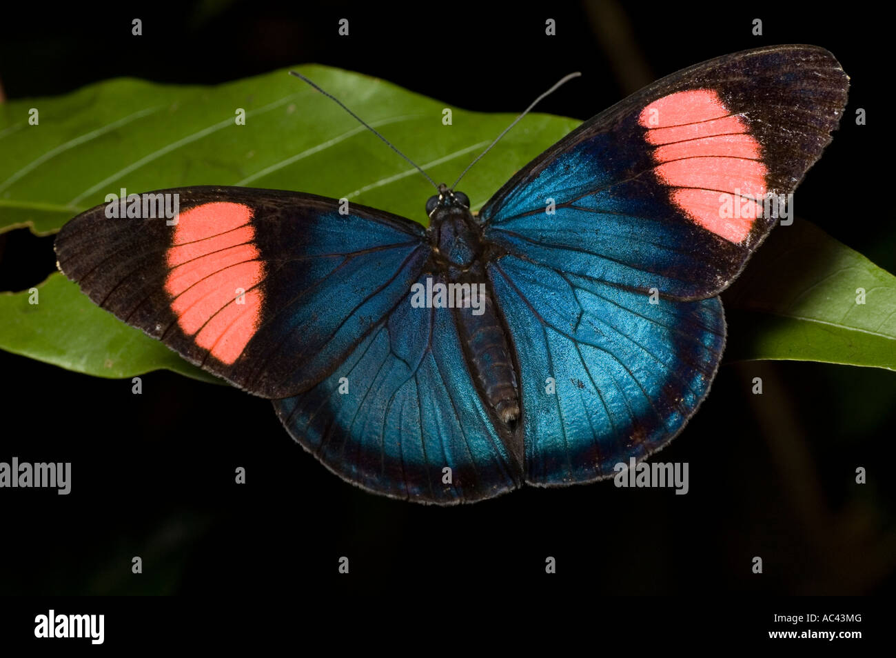 colourful butterfly in the amazon rainforset Stock Photo - Alamy