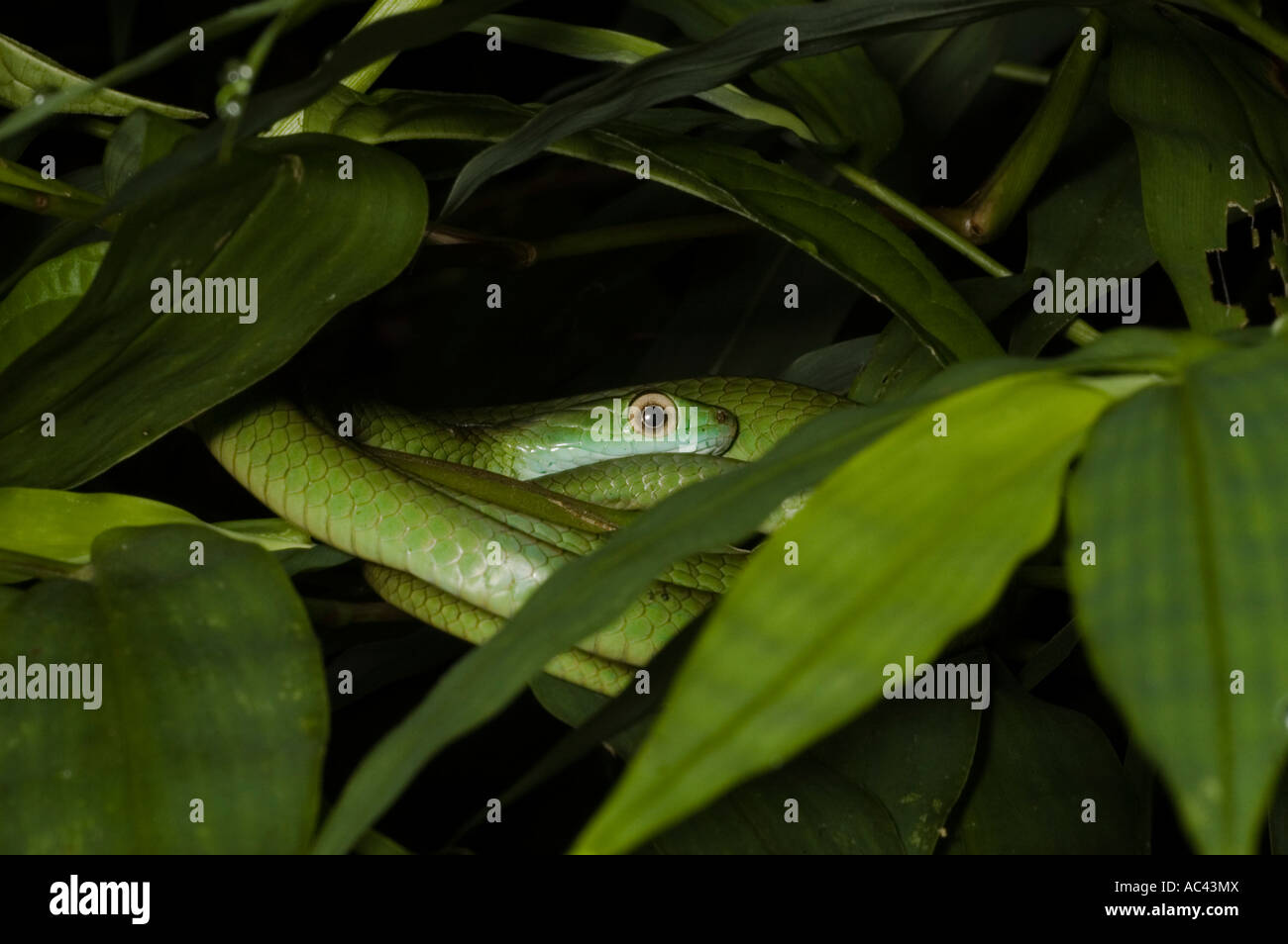 rusty whip snake in the amazon rainforest ecuador Stock Photo - Alamy