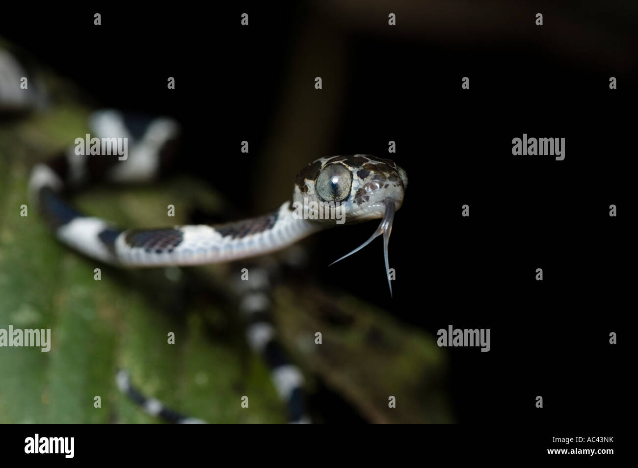 blunt headed tree snake in the amazon rainforest ecuador Stock Photo ...