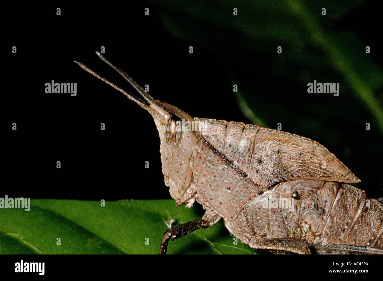 Katydid in the amazon rainforest Stock Photo - Alamy