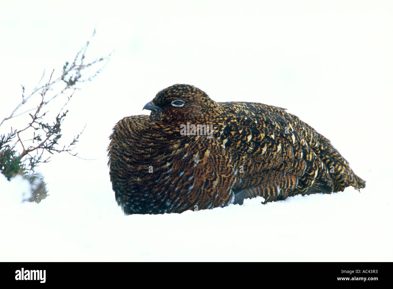 Red grouse female uk Cut Out Stock Images & Pictures - Alamy