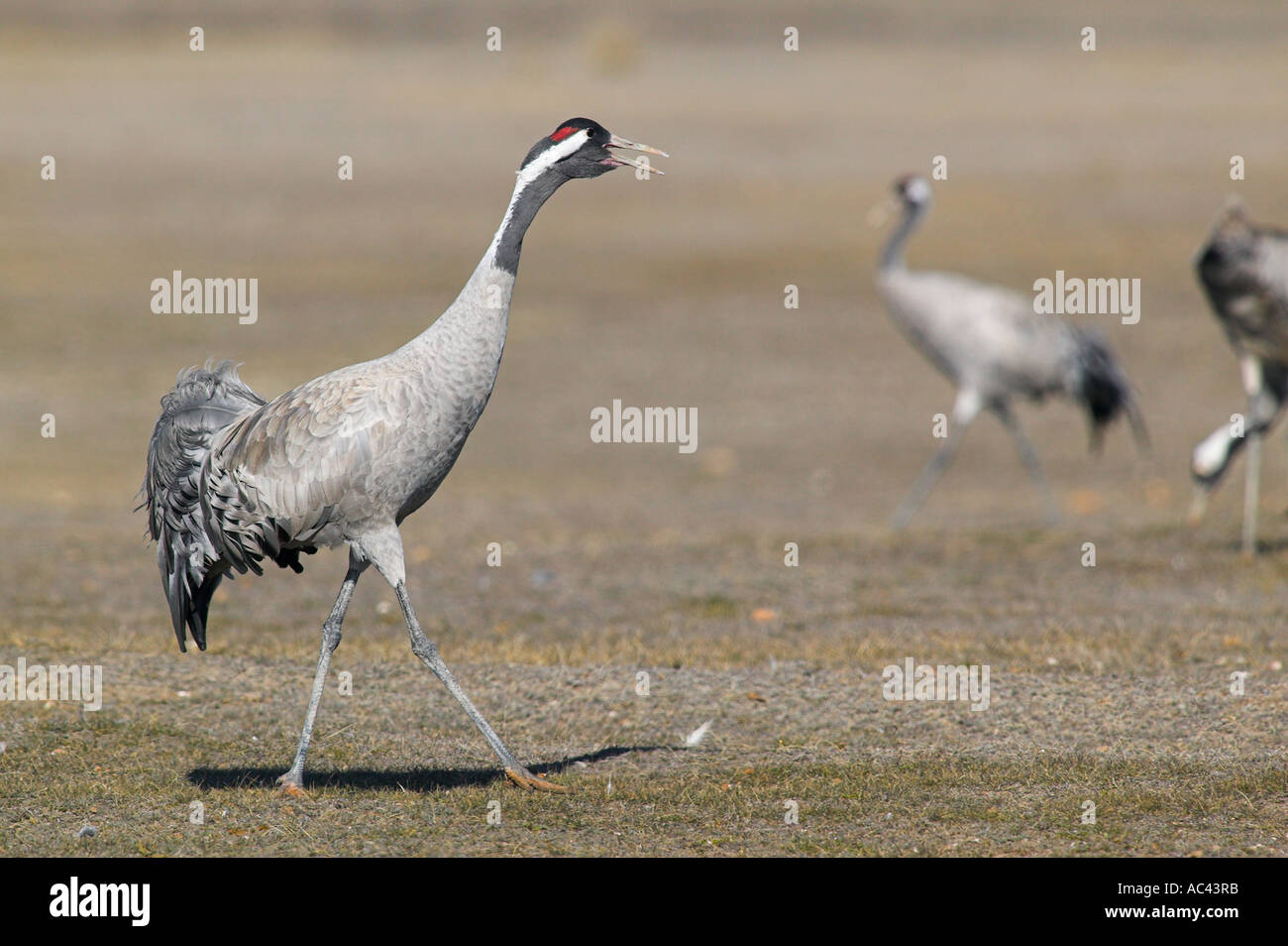 Common European Crane (Grus grus). Gallocanta, Spain Stock Photo - Alamy