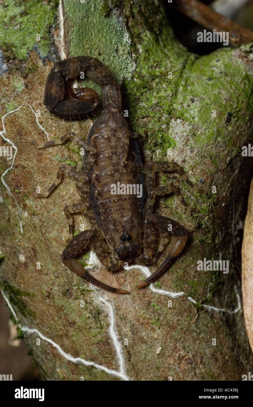 Amazon scorpion hi-res stock photography and images - Alamy