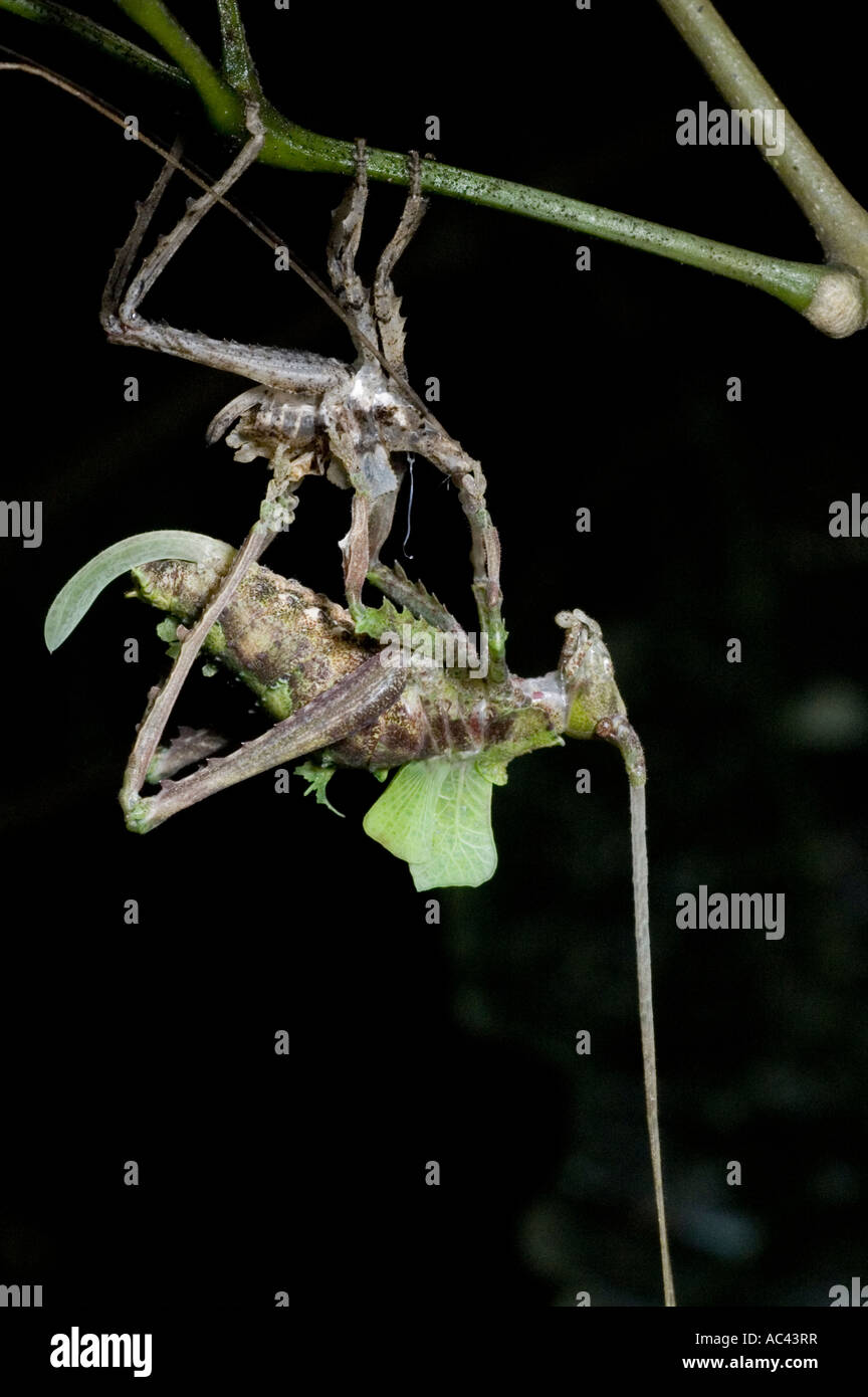 cricket shedding its skin Stock Photo - Alamy