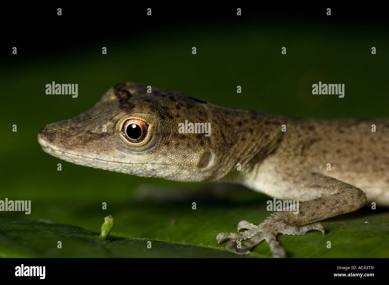 anolis lizard close up Stock Photo - Alamy