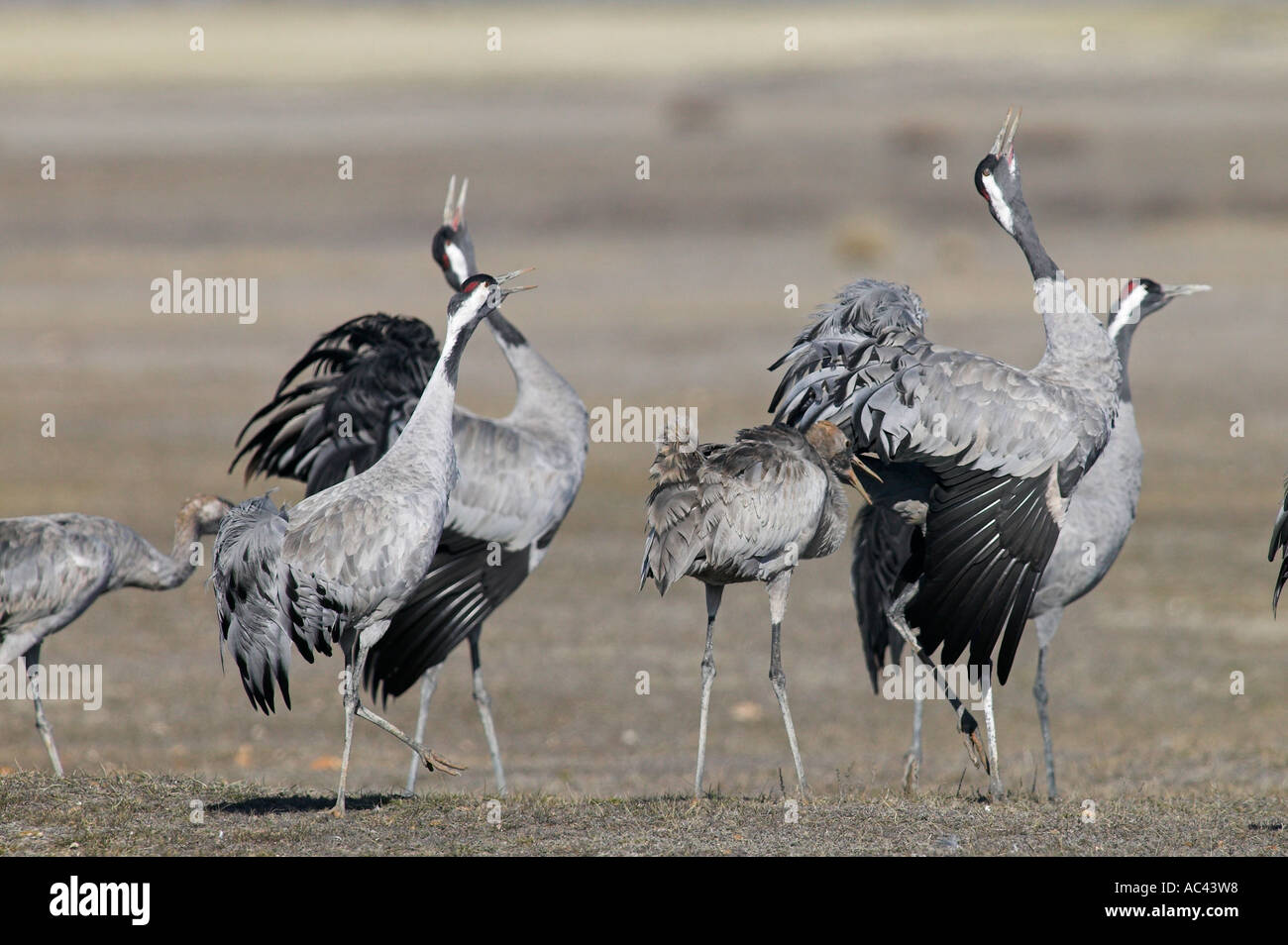 Common European Crane (Grus grus). Gallocanta, Spain Stock Photo - Alamy