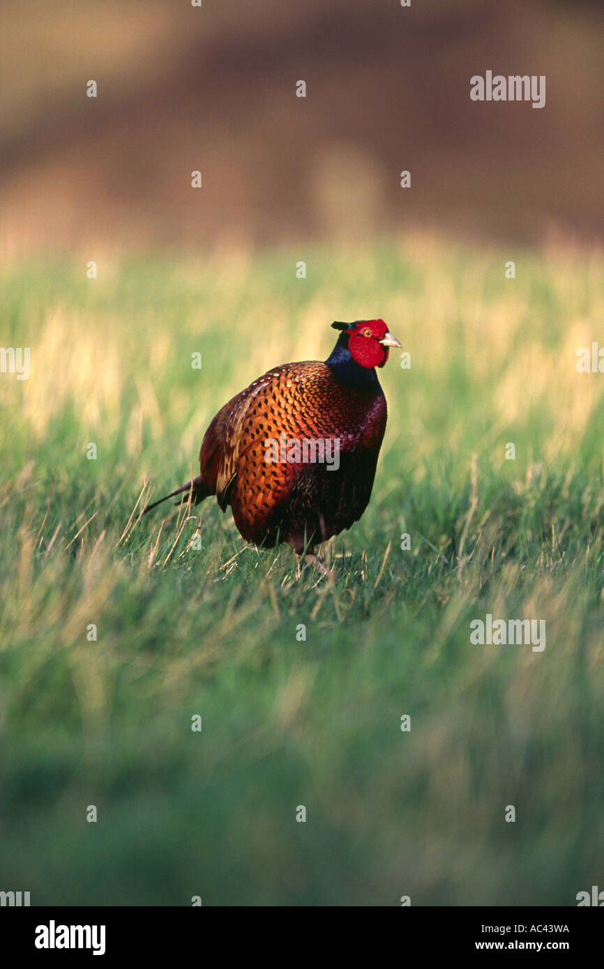 Juvenile male pheasant hi-res stock photography and images - Alamy