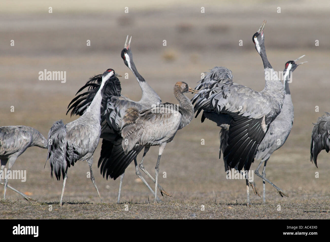 Common European Crane (Grus grus). Gallocanta, Spain Stock Photo - Alamy