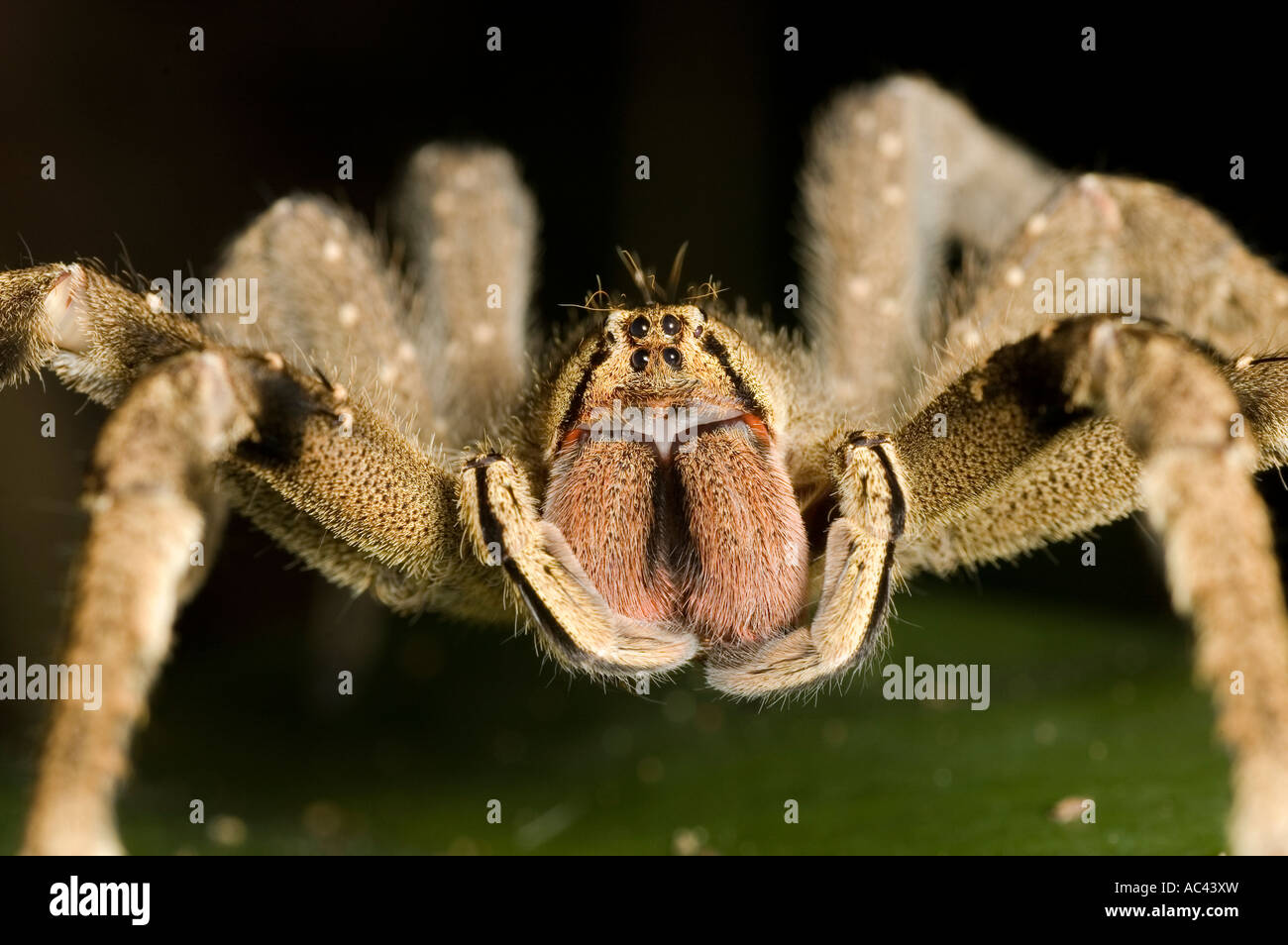 wandering spider in the amazon rainforest ecuador Stock Photo - Alamy