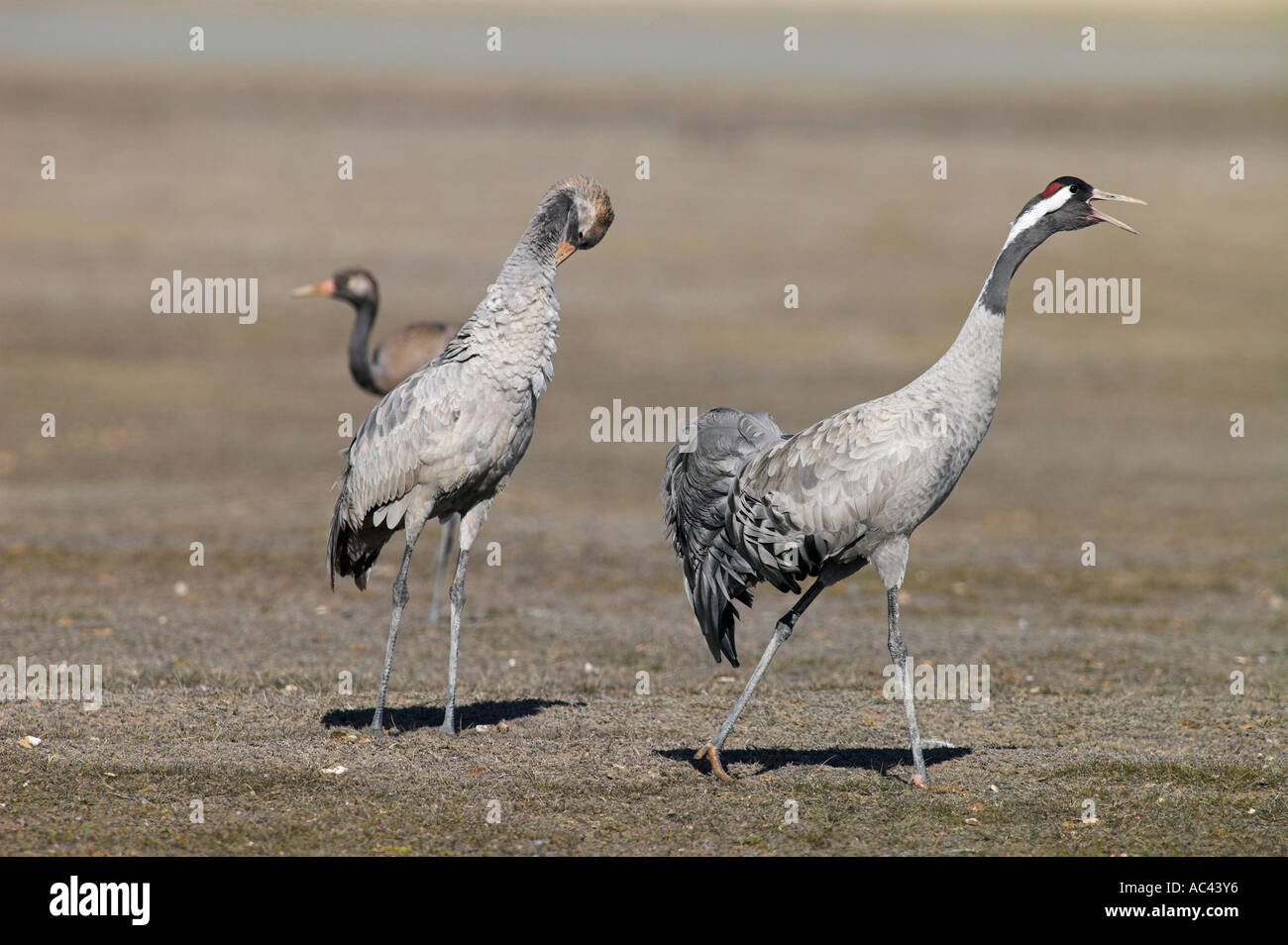 Common European Crane (Grus grus). Gallocanta, Spain Stock Photo - Alamy