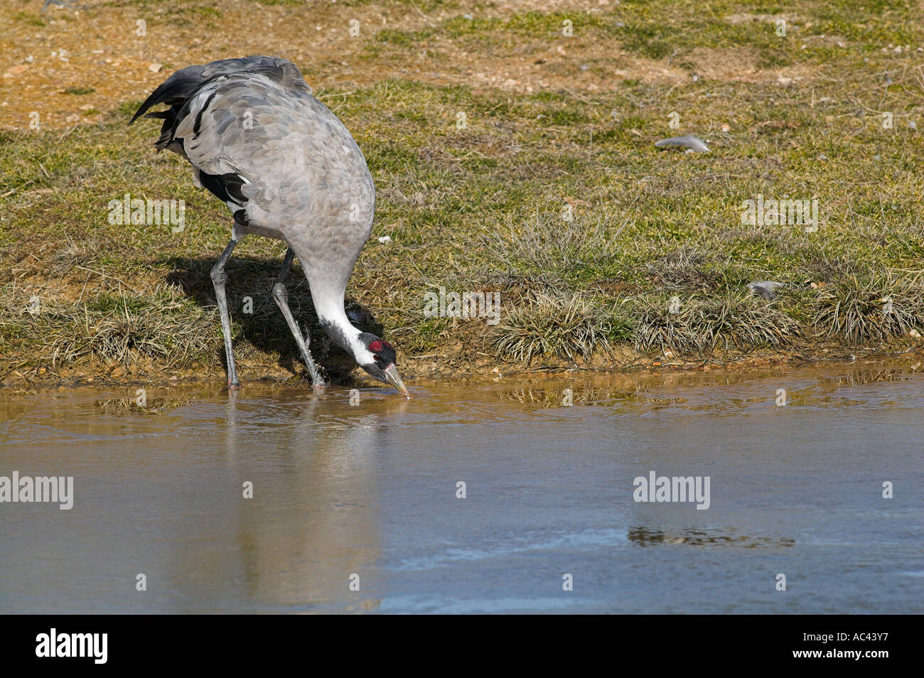Common European Crane (Grus grus). Gallocanta, Spain Stock Photo - Alamy