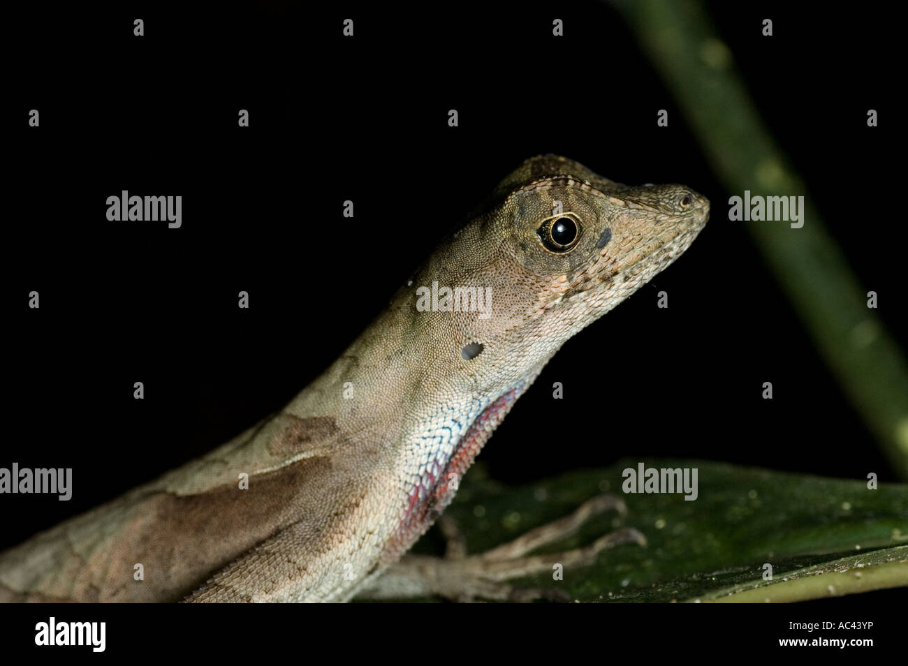 yellow tongued forest anole Stock Photo - Alamy