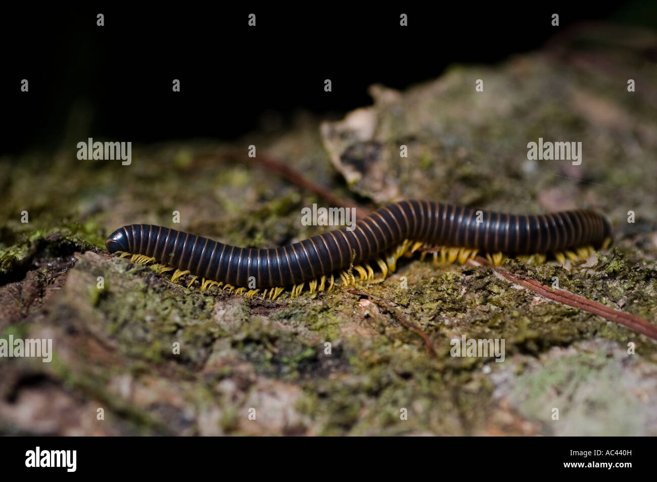 millipede in the amazon rainforest Stock Photo - Alamy
