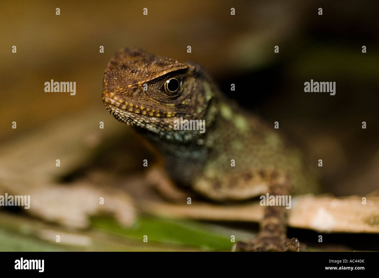 Amazon forest dragon hi-res stock photography and images - Alamy
