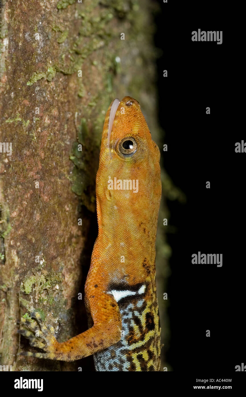 male collared forest gecko in bright orange breeding colours Stock ...