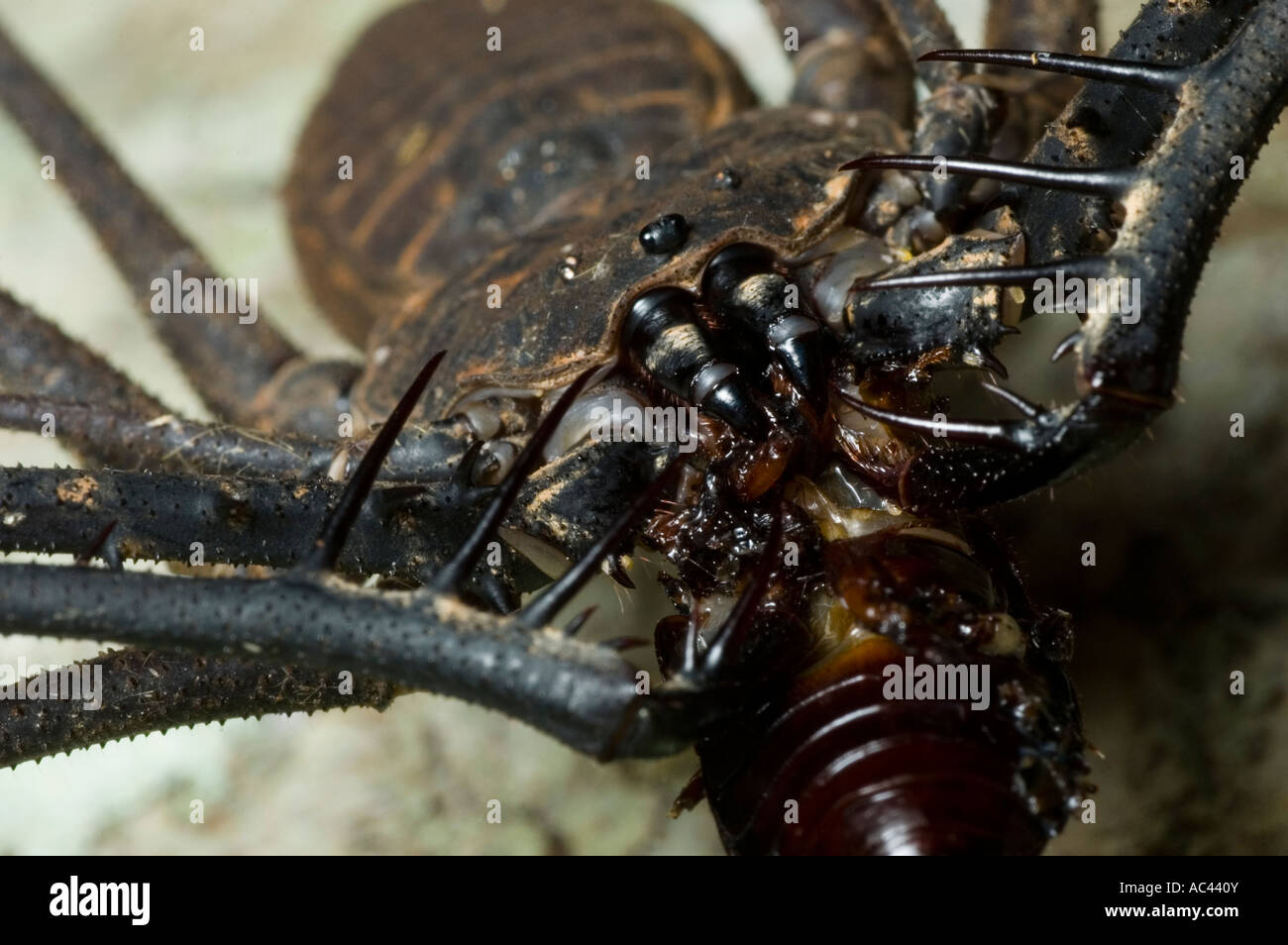 Spider eating cockroach hi-res stock photography and images - Alamy