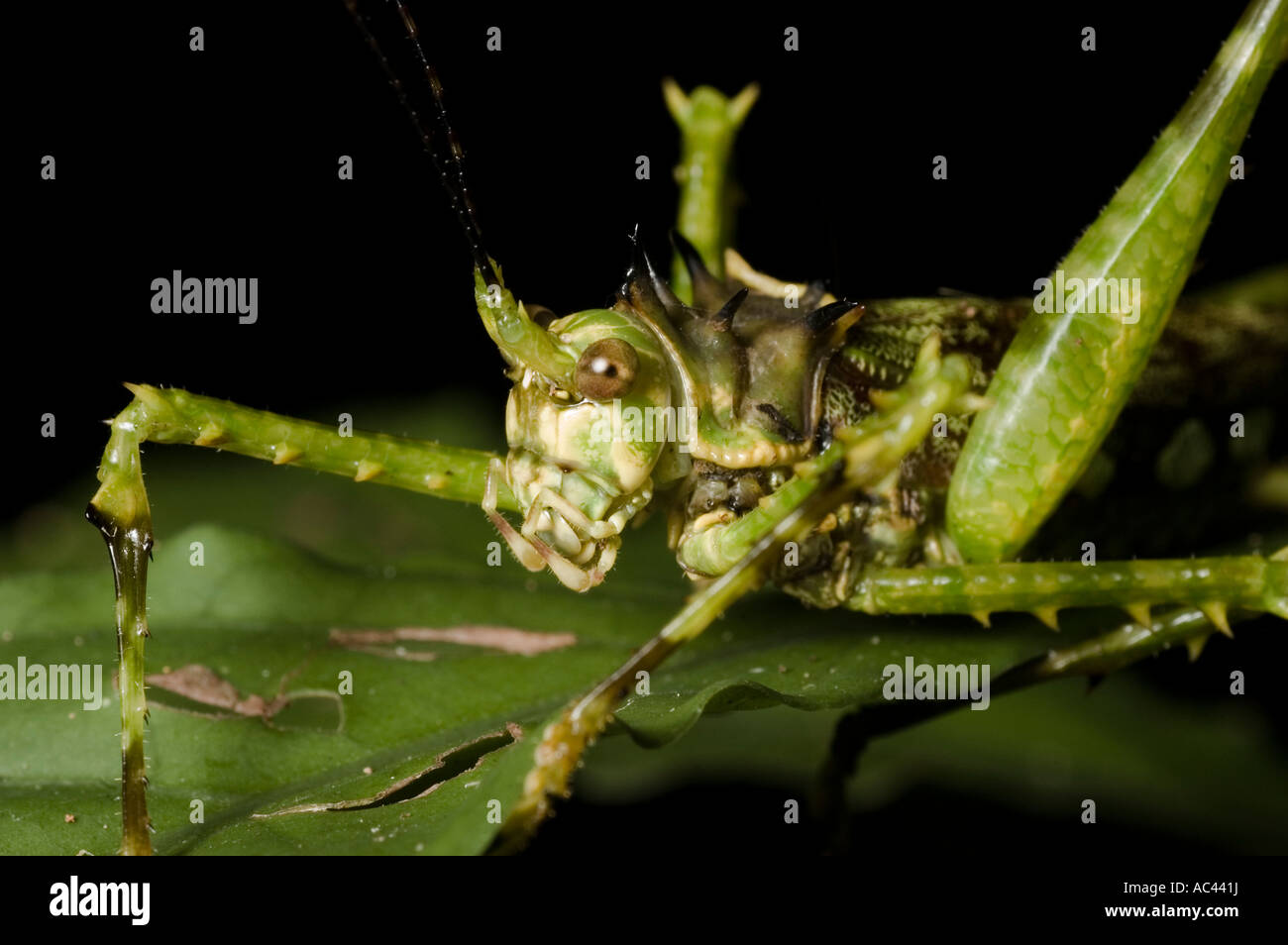a spikey cricket in the amazon rainforest Stock Photo - Alamy