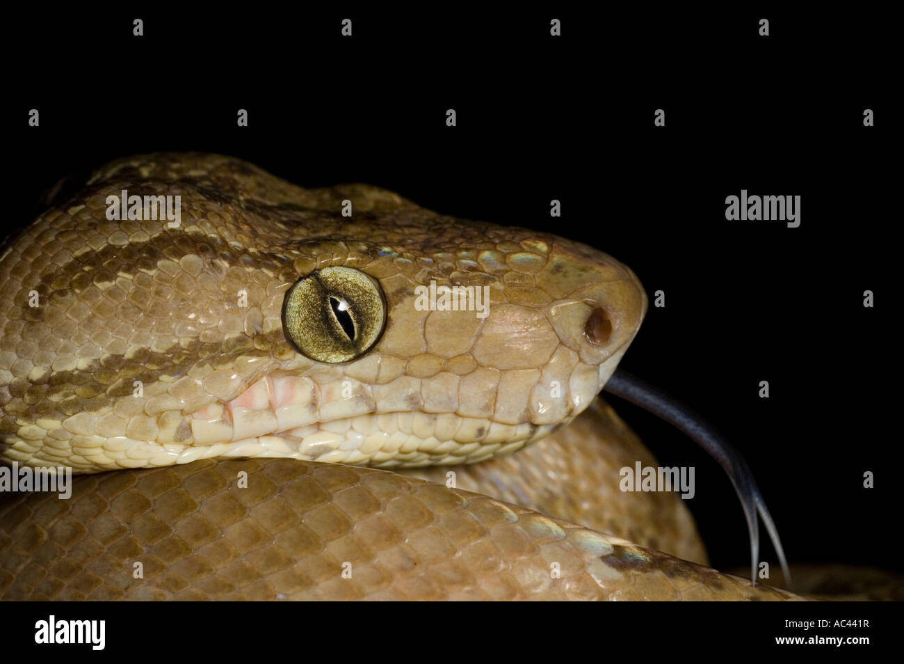 Amazon tree boa coiled close up portrait Stock Photo - Alamy