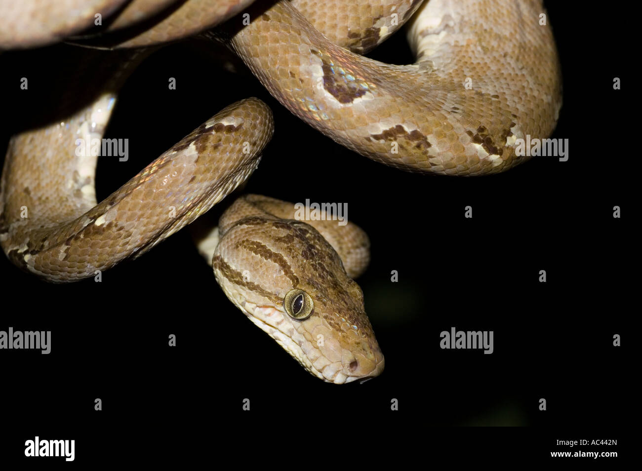 Snake hanging off branch hi-res stock photography and images - Alamy