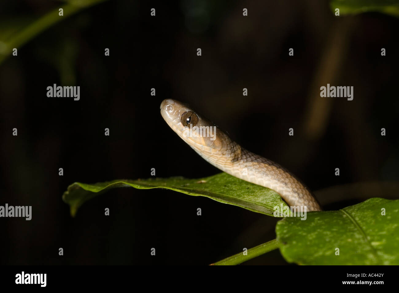 common cat eyed snake in a tree in the amazon rainforest ecuador Stock ...